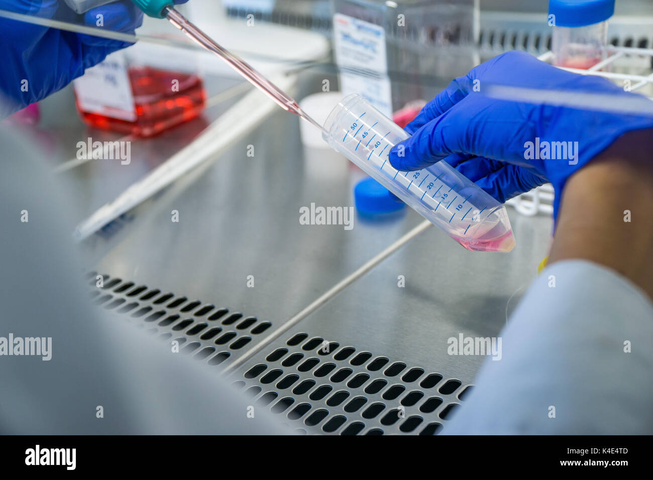Researcher at laboratory work. Fluid extraction for cell splitting to ...