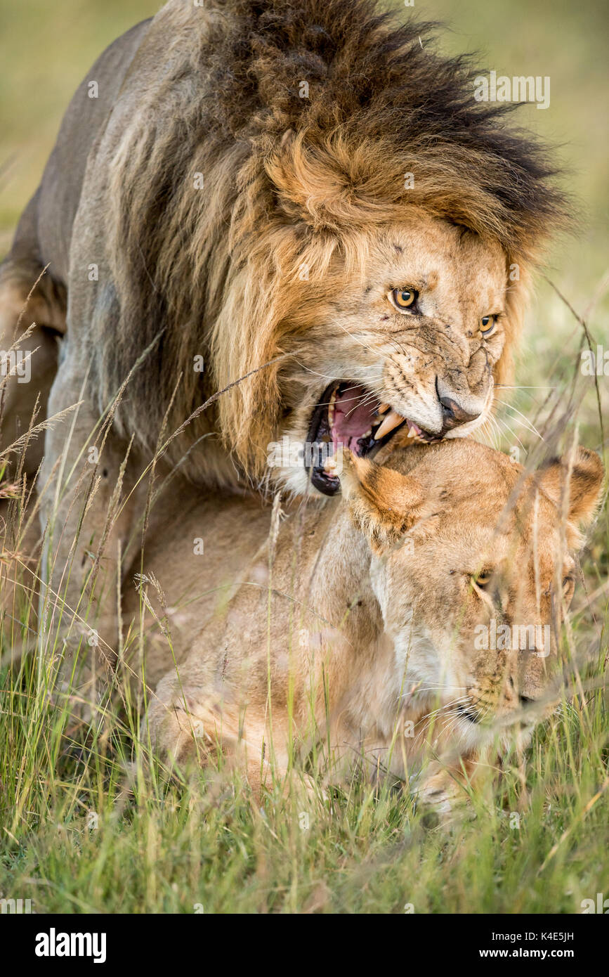 Lions mating in Masa Mara Stock Photo - Alamy