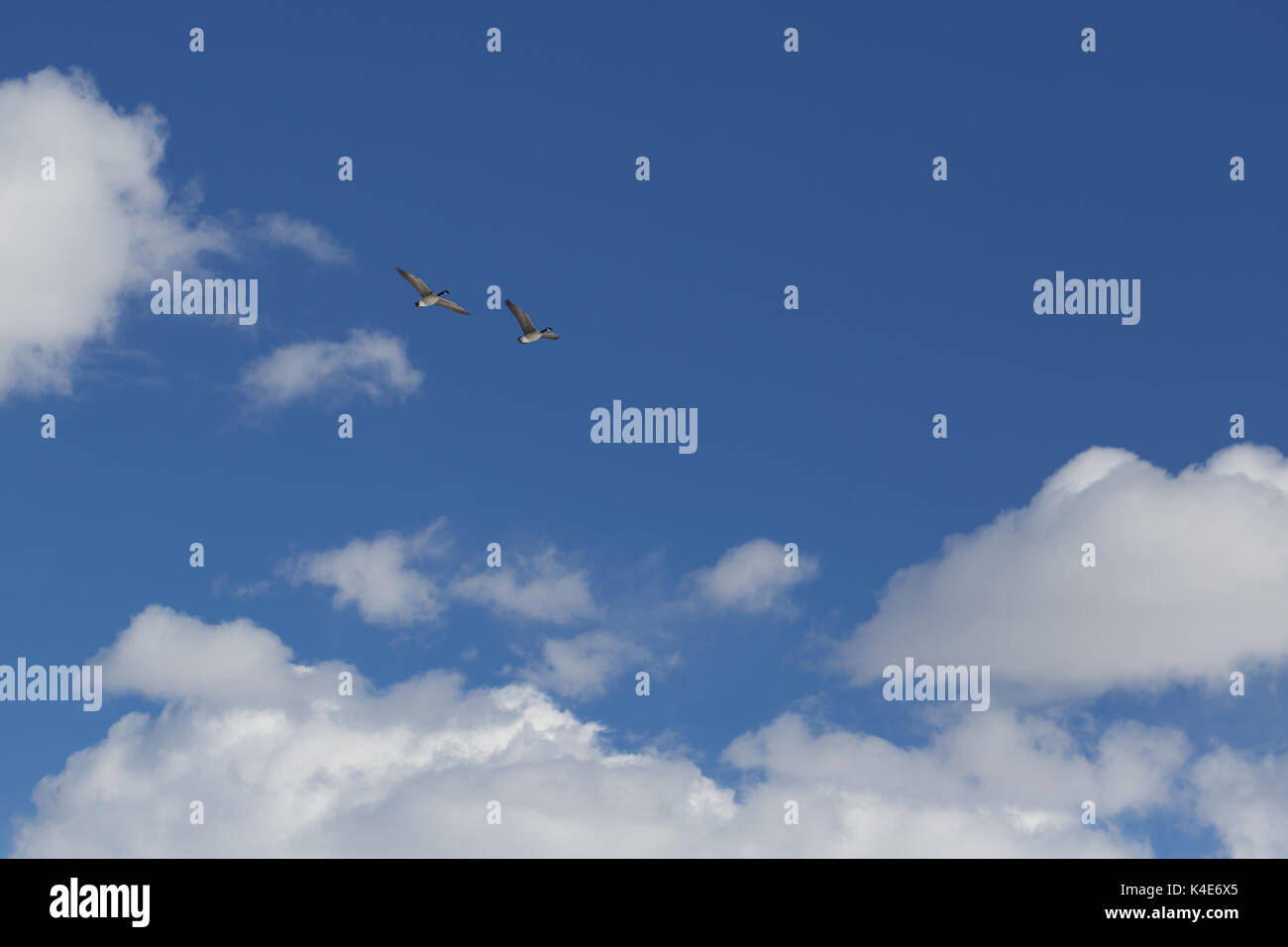 Geese flying high in blue hi-res stock photography and images - Alamy