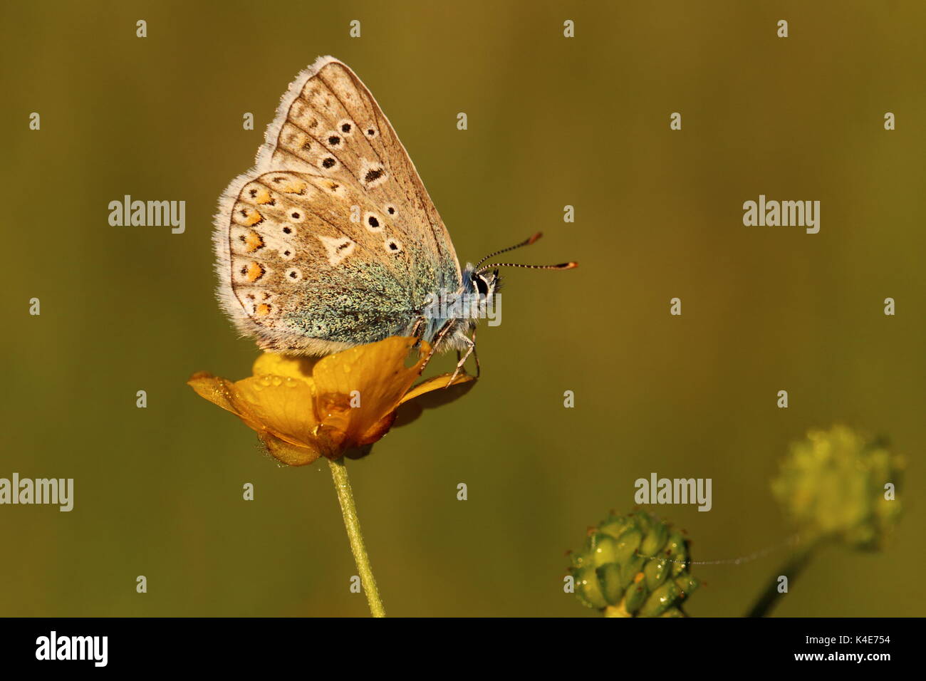 Common Blue butterfly Stock Photo - Alamy