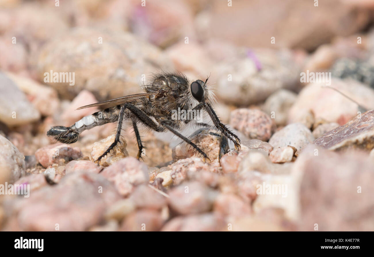 Macro of Robber Fly on Rocky Ground Stock Photo - Alamy