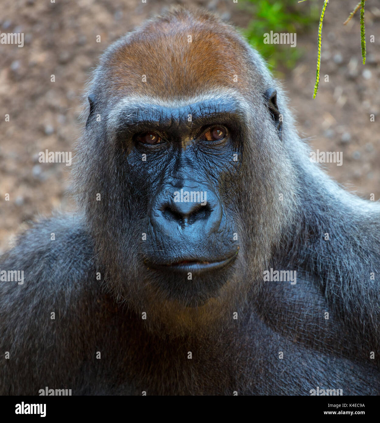 Silverback gorilla hi-res stock photography and images - Alamy