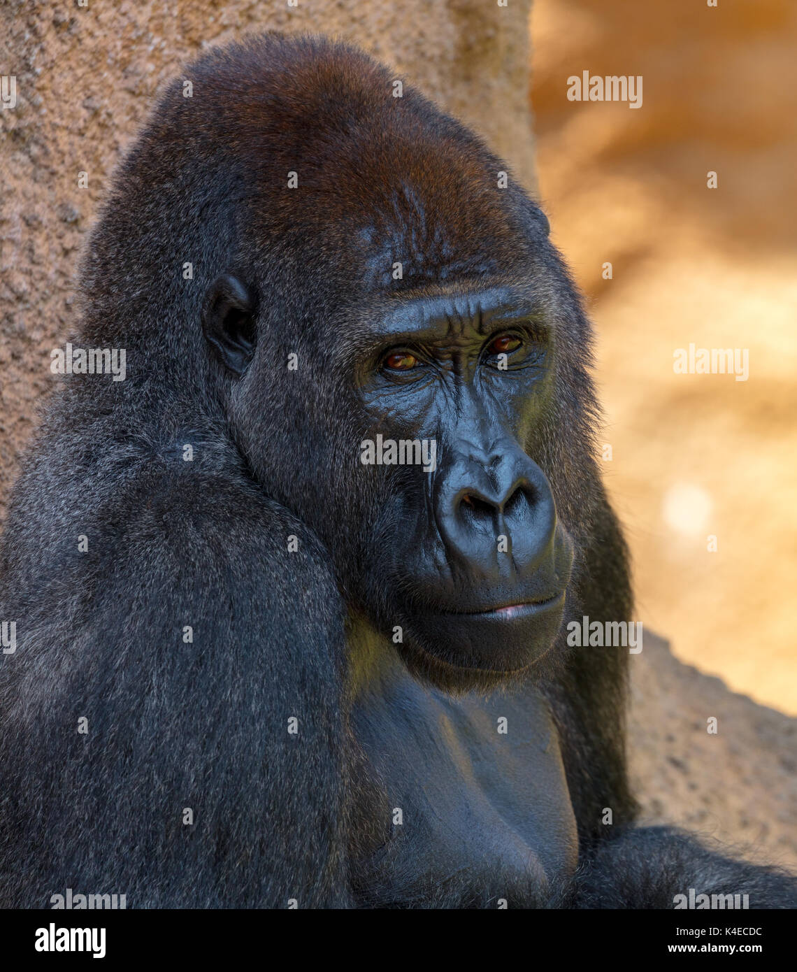 Monkey lips hi-res stock photography and images - Alamy