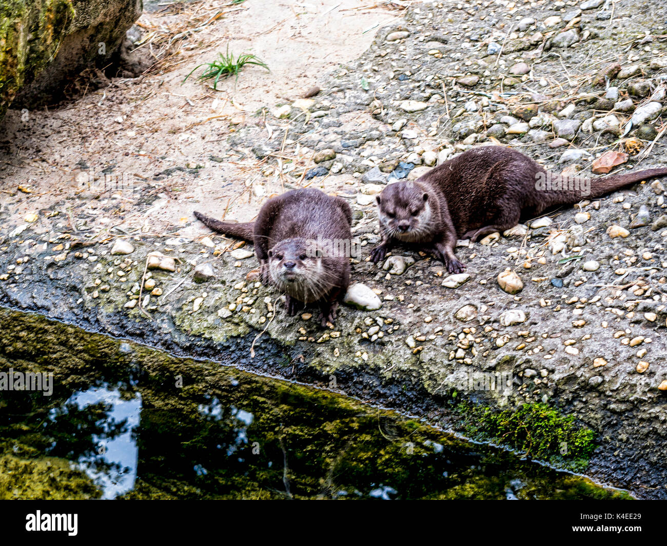 Zoological Gardens and Aquarium in Berlin Germany. The Berlin Zoo is ...