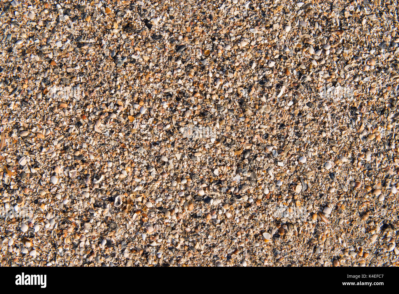 Underwater shells ocean floor hi-res stock photography and images - Alamy