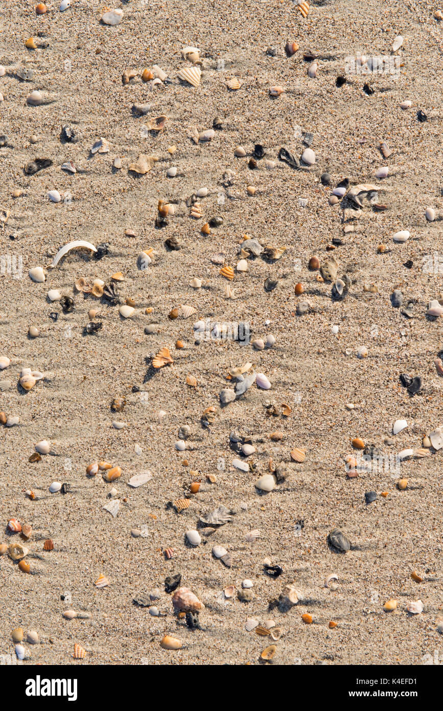 Underwater shells ocean sand hi-res stock photography and images - Alamy