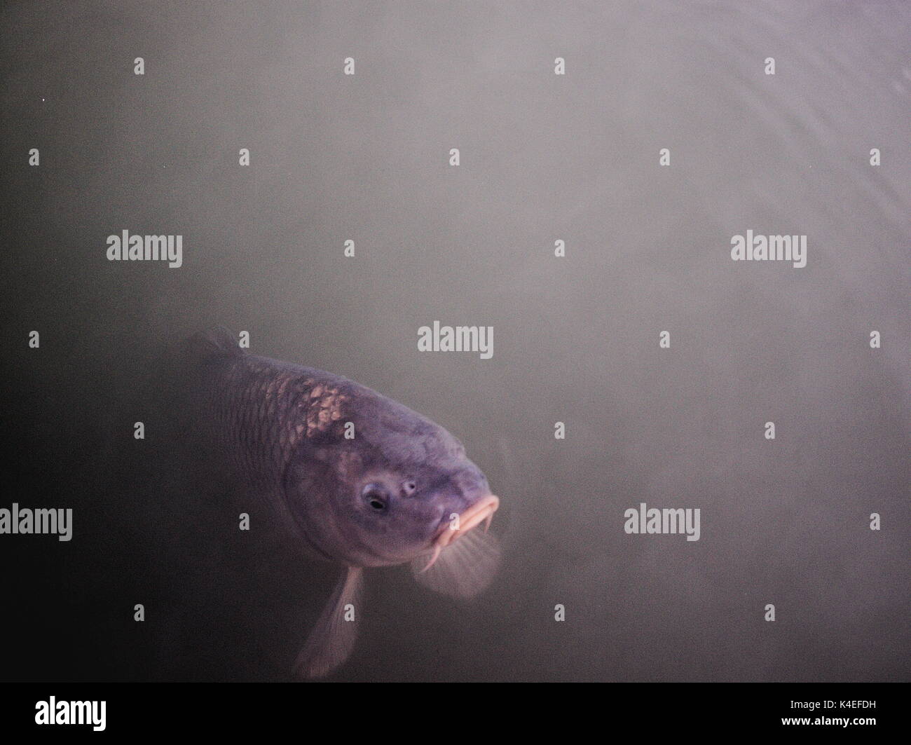 Fish gills close up hi-res stock photography and images - Alamy
