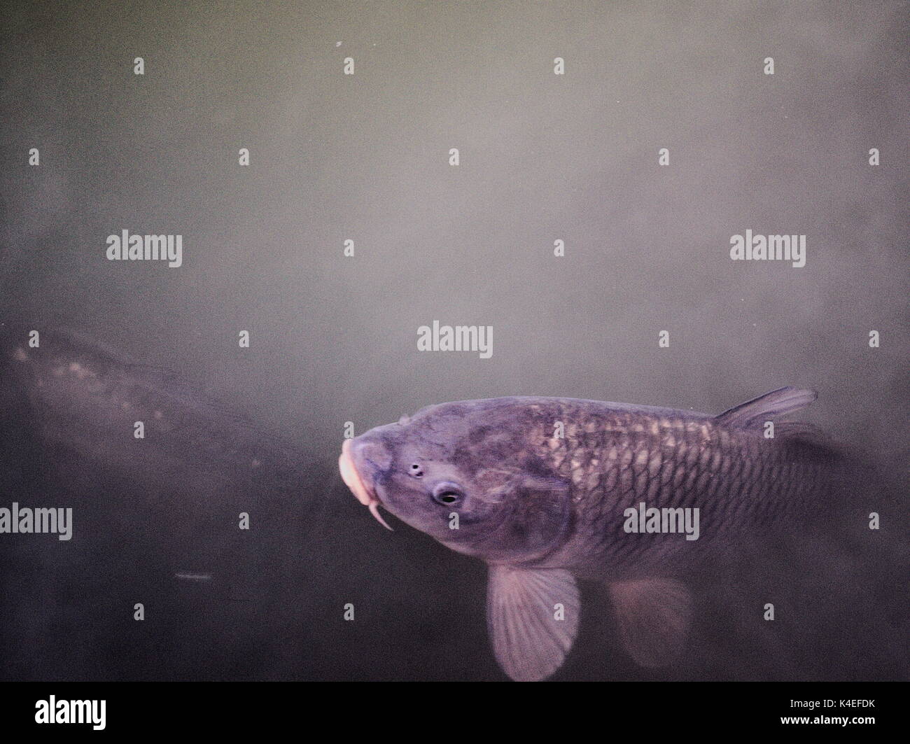 Fish gills close up hi-res stock photography and images - Alamy