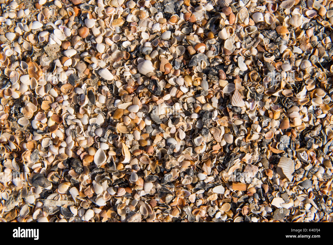 Underwater shells ocean floor hi-res stock photography and images - Alamy