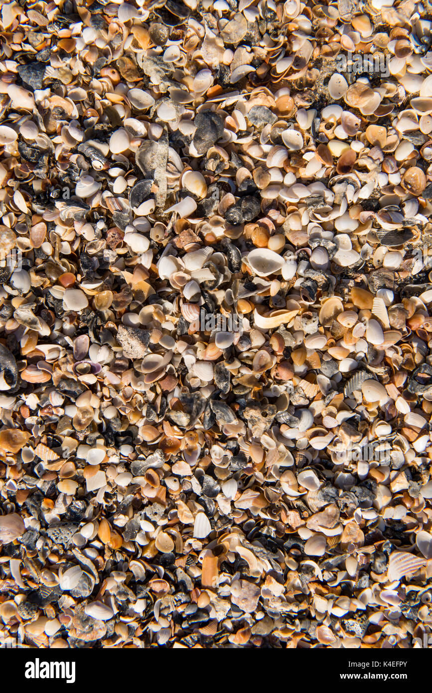 Underwater shells ocean floor hi-res stock photography and images - Alamy