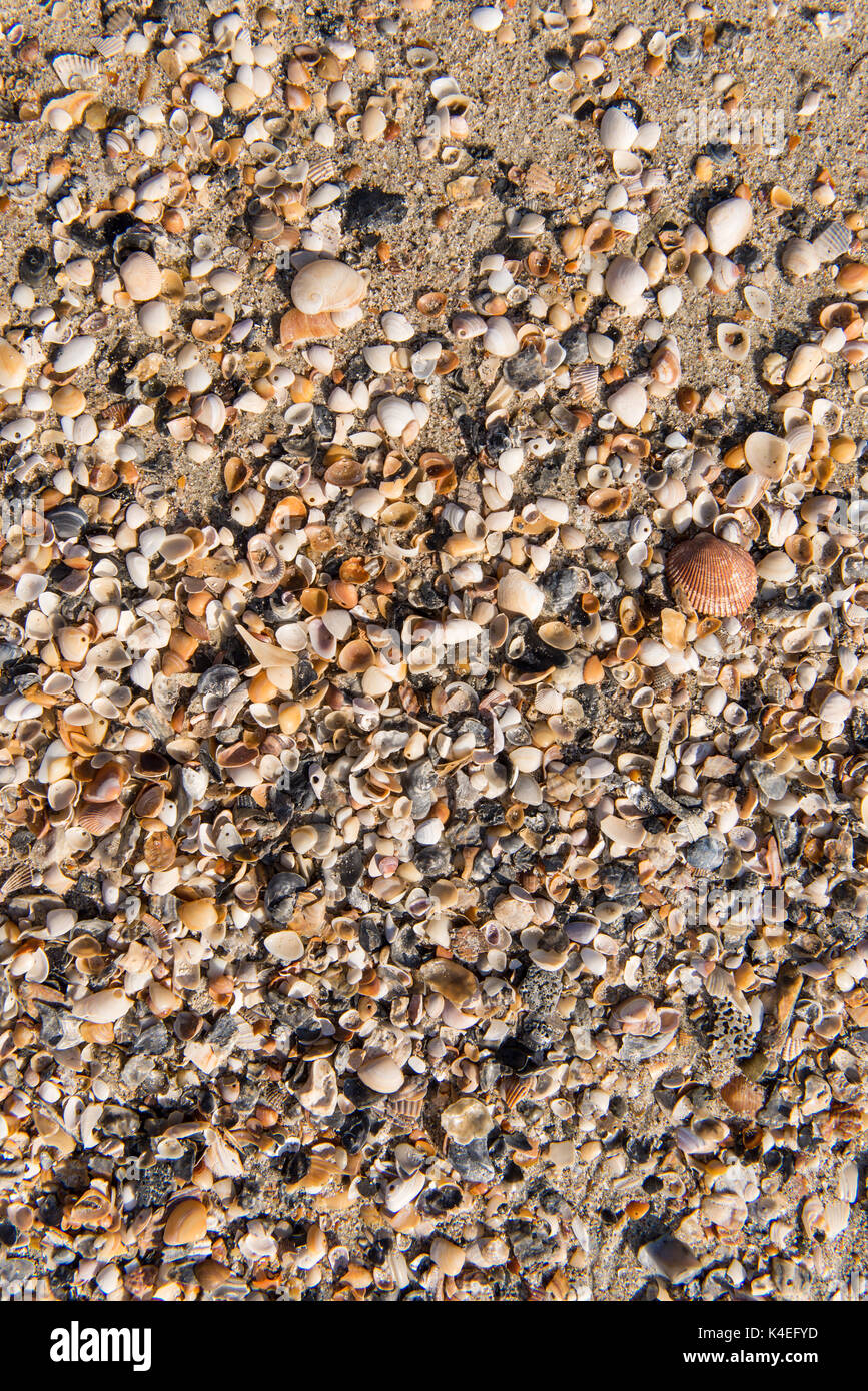 Underwater shells ocean sand hi-res stock photography and images - Alamy