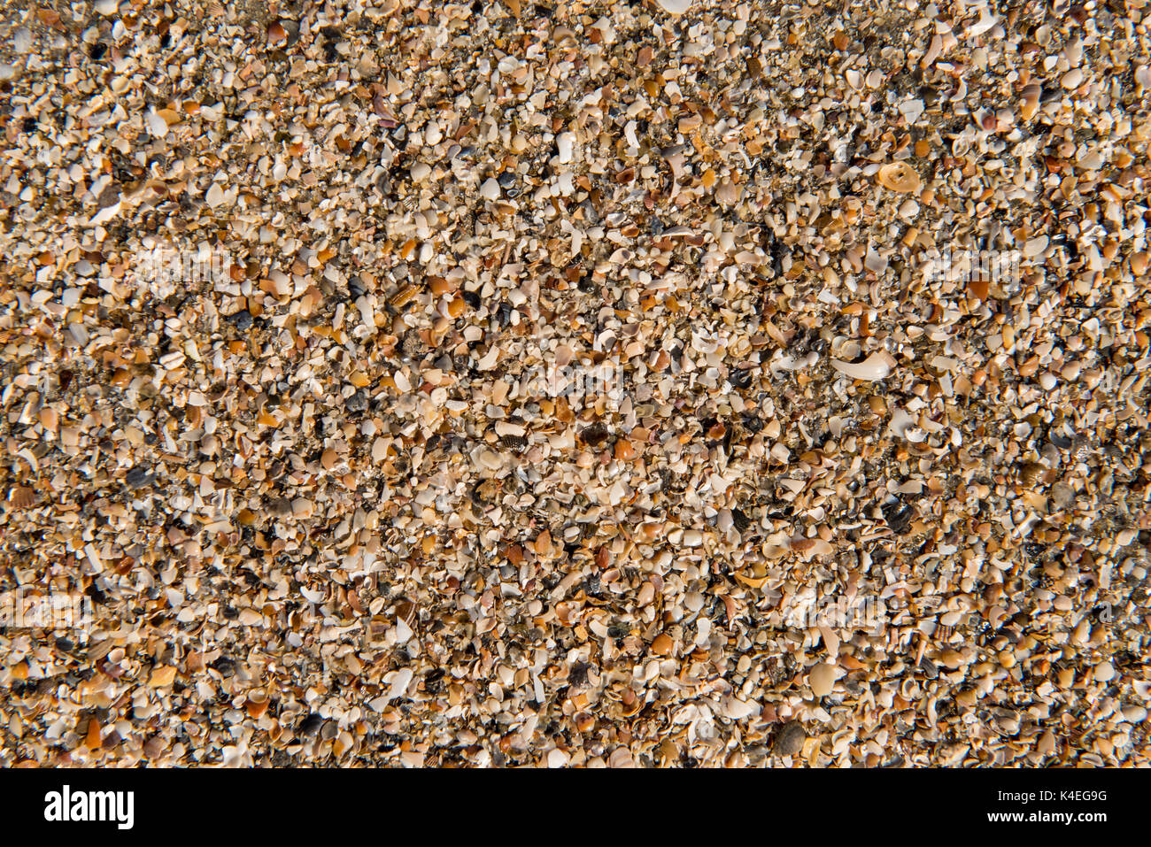 Underwater shells ocean sand hi-res stock photography and images - Alamy