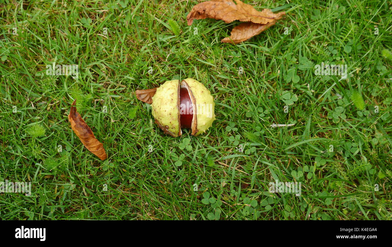 Conker in shell hi-res stock photography and images - Alamy
