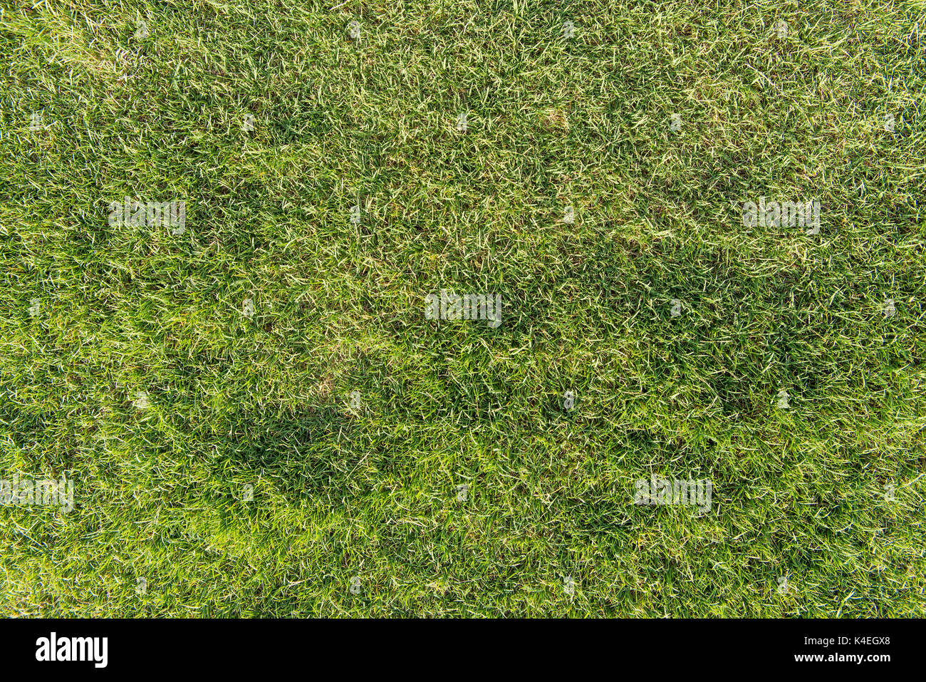 Smooth green grass soccer or golf field background Stock Photo - Alamy