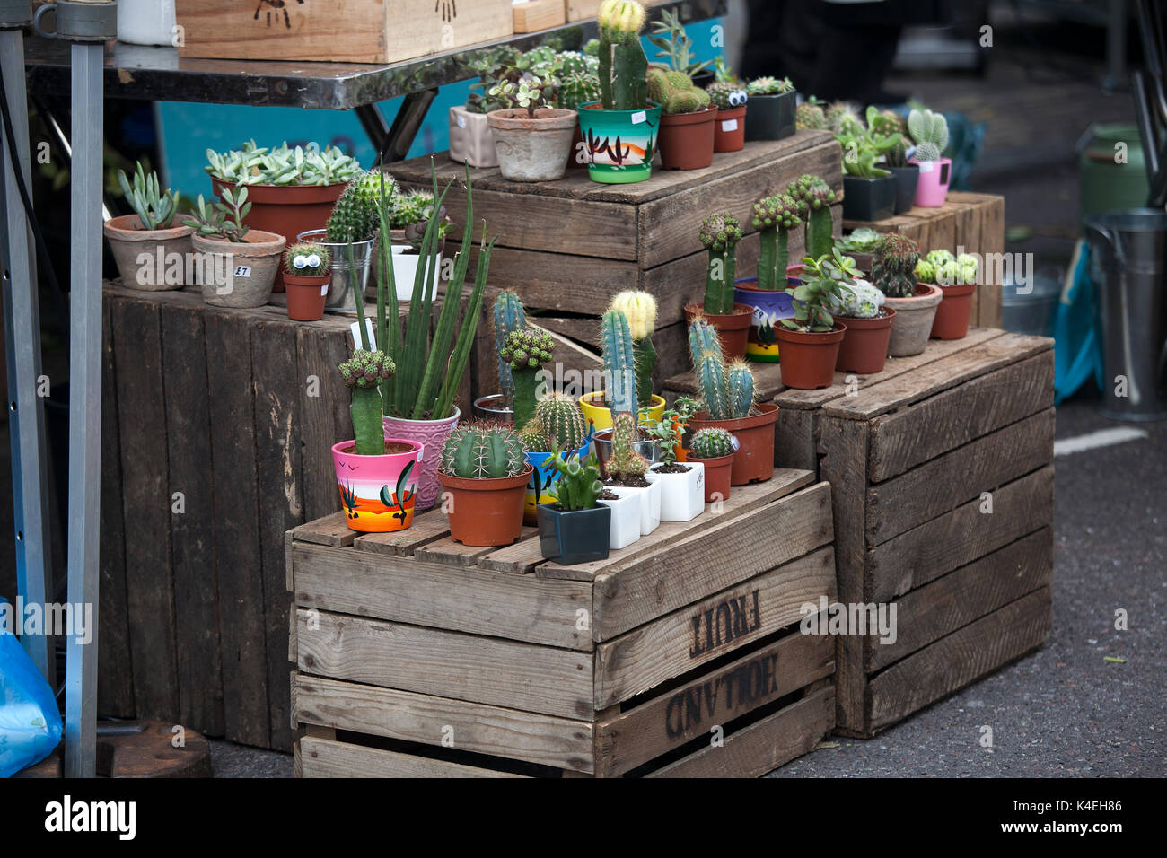 LONDON, ENGLAND - August 20, 2017 Cacti are located on wooden boxes for ...