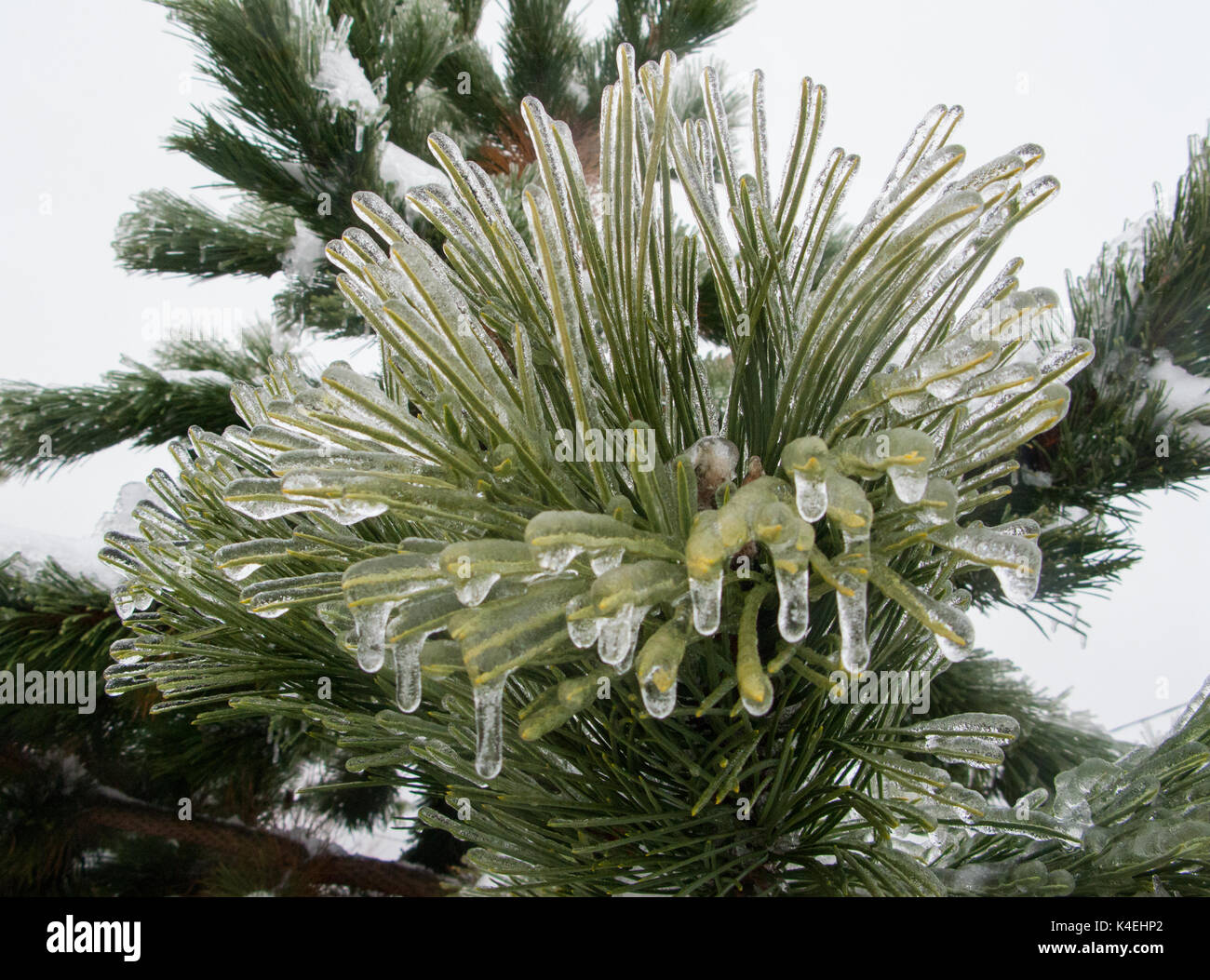 Needles on hawthorn hi-res stock photography and images - Alamy