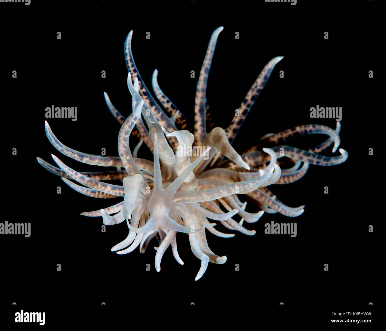 Bali Solar Powered Nudibranch, Phyllodesmium iriomotense Stock Photo ...