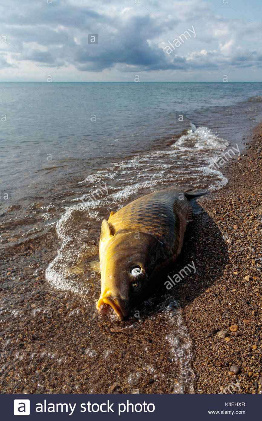 Lake Carp High Resolution Stock Photography and Images - Alamy