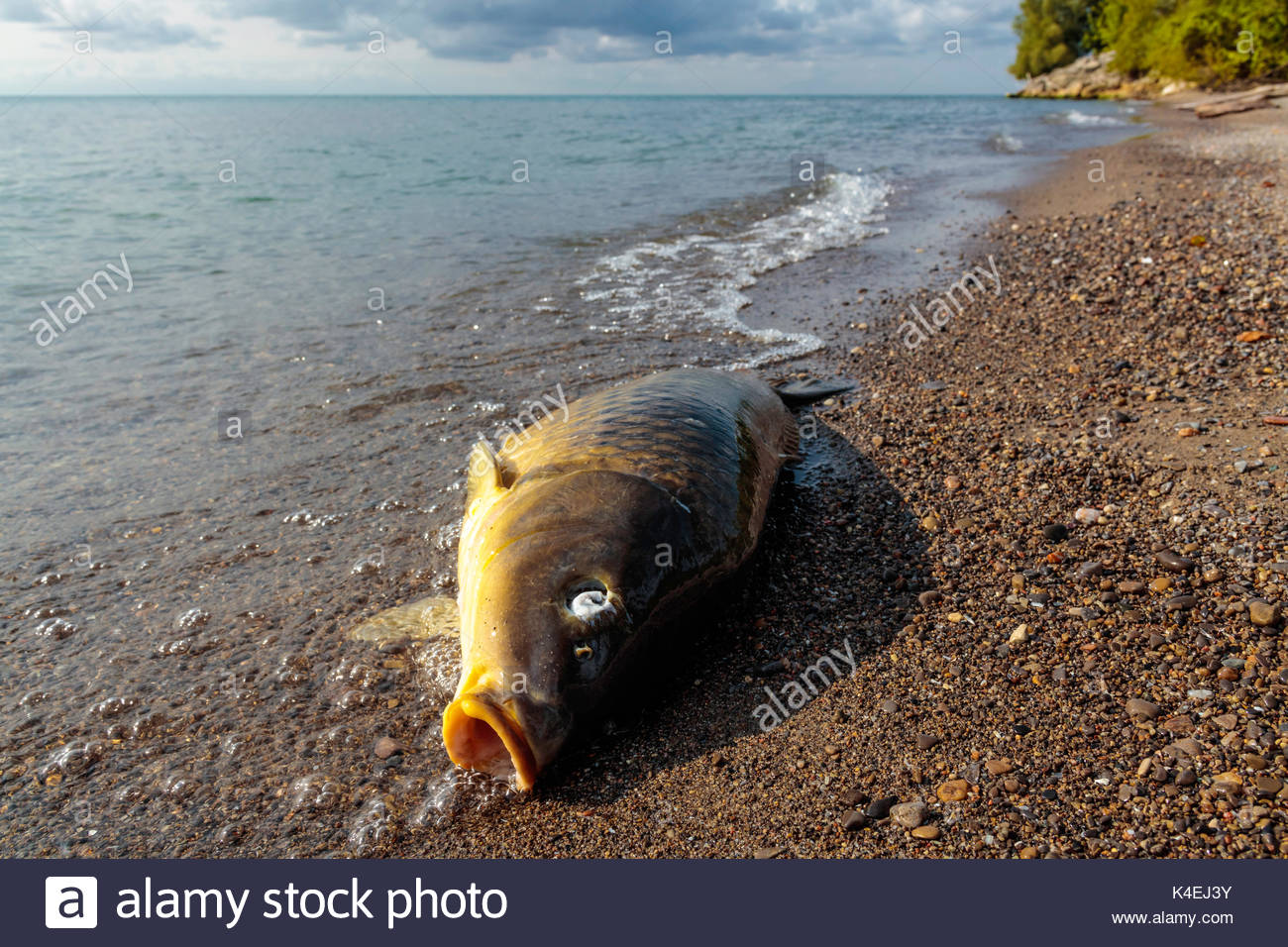 Common Carp Carpio Cyprinus High Resolution Stock Photography and ...