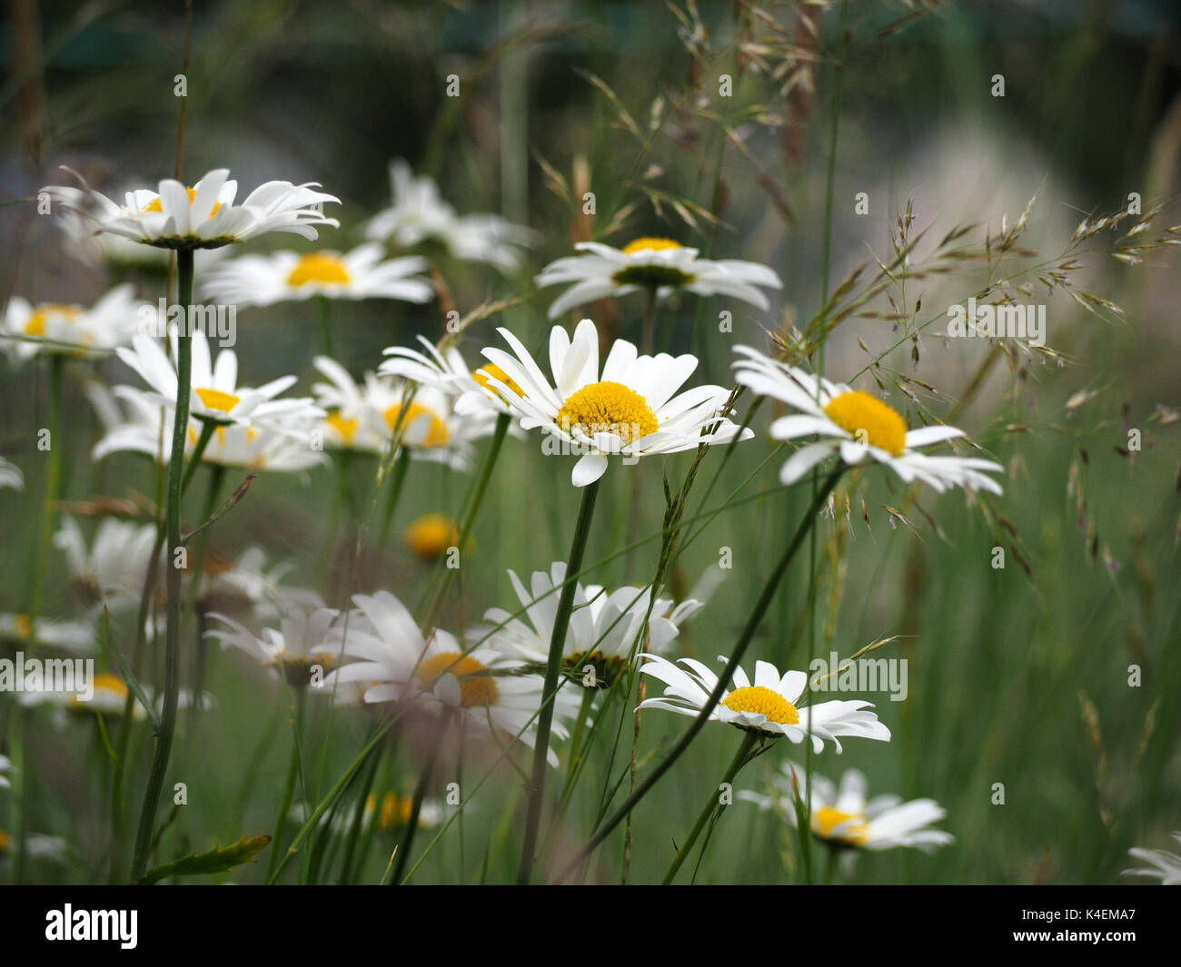 patch of yellow and white daisies on grassy wildflower roadside verge ...