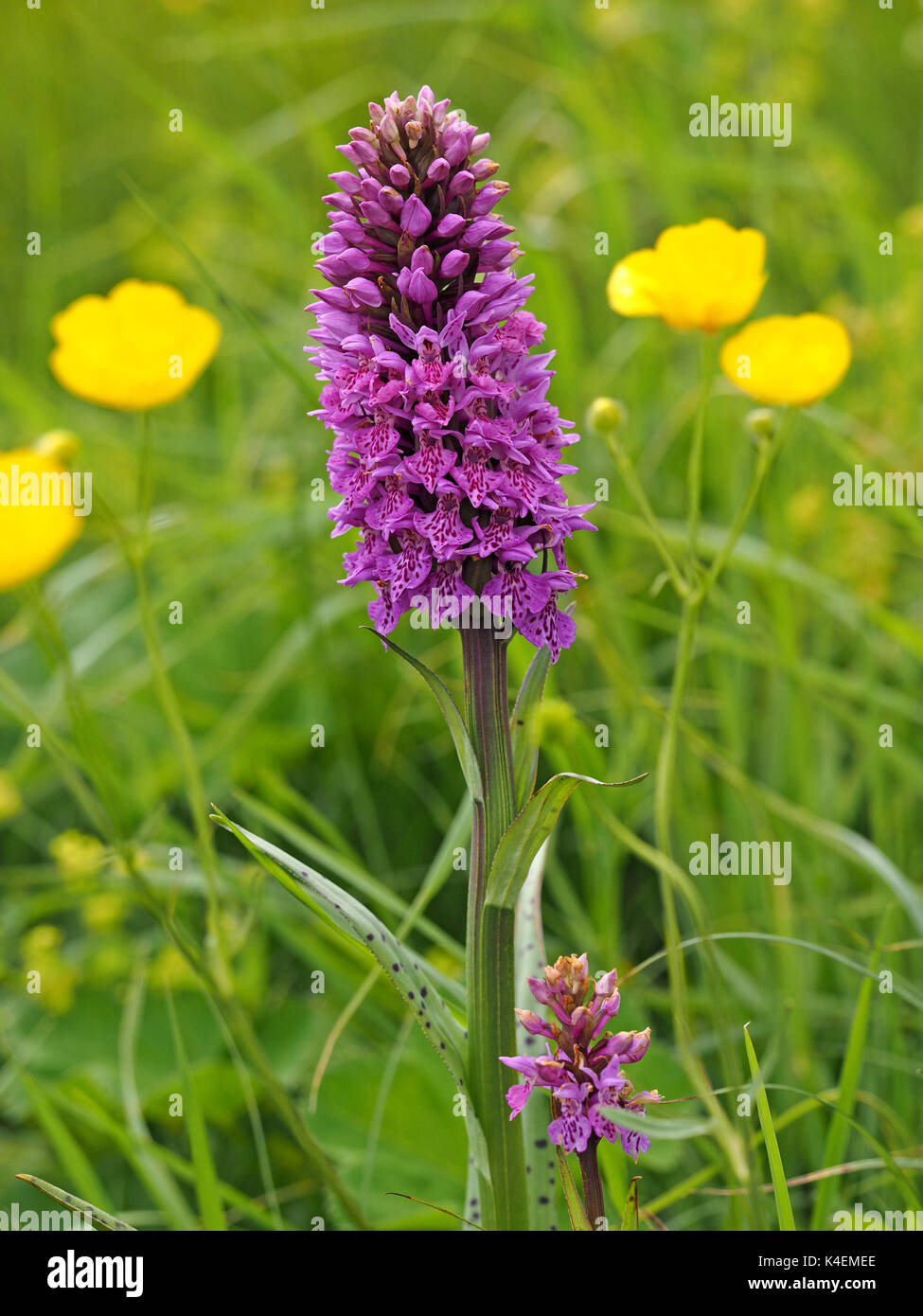 purple flowered Northern Marsh Orchid (Dactylorhiza purpurella ...