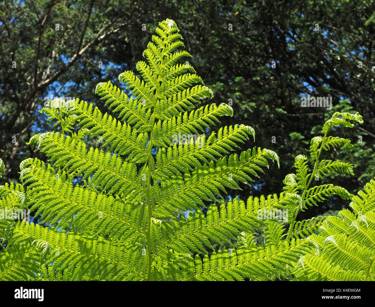 vibrant green triangular frond of tree fern Dicksonia antarctica in ...