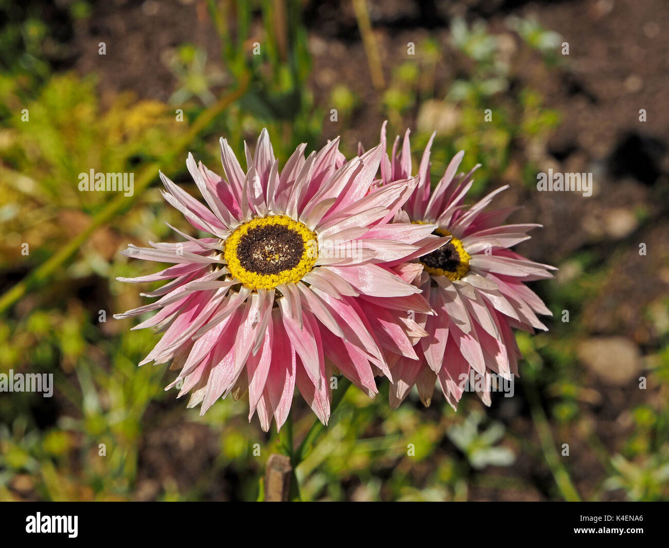 pink flowers of Acroclinium Double mixed with contrasting pollen ...