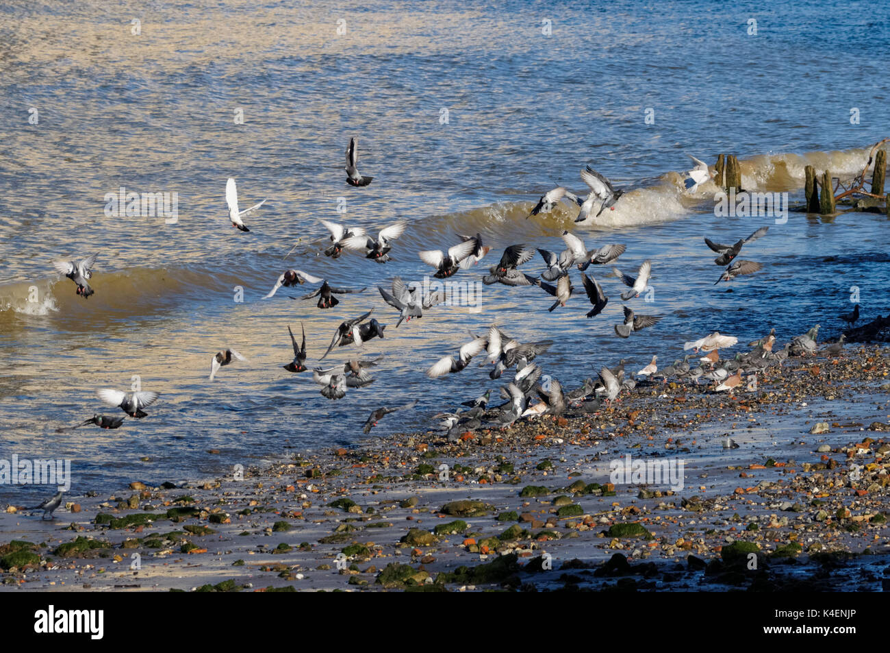 Thames wildlife hi-res stock photography and images - Alamy