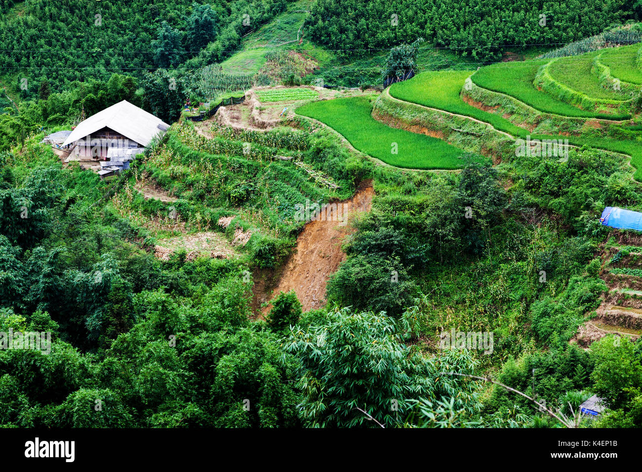 bright green rice fields during summer around Cat Cat village, Sa Pa ...
