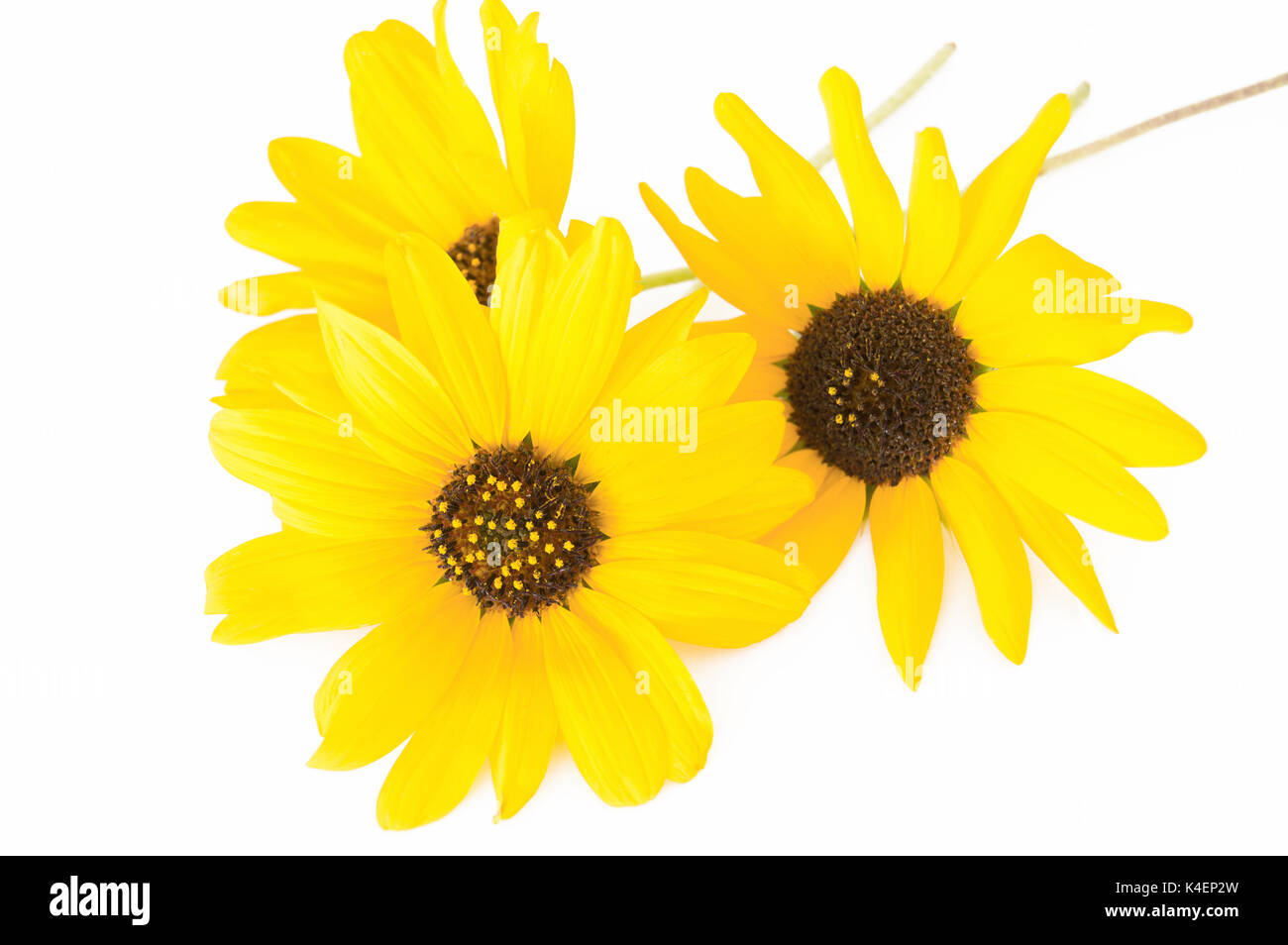 A group of three sunflowers together in a bouquet on a white background ...