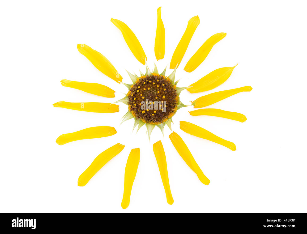 A circle of picked sunflower petals around a sunflower head on a white ...