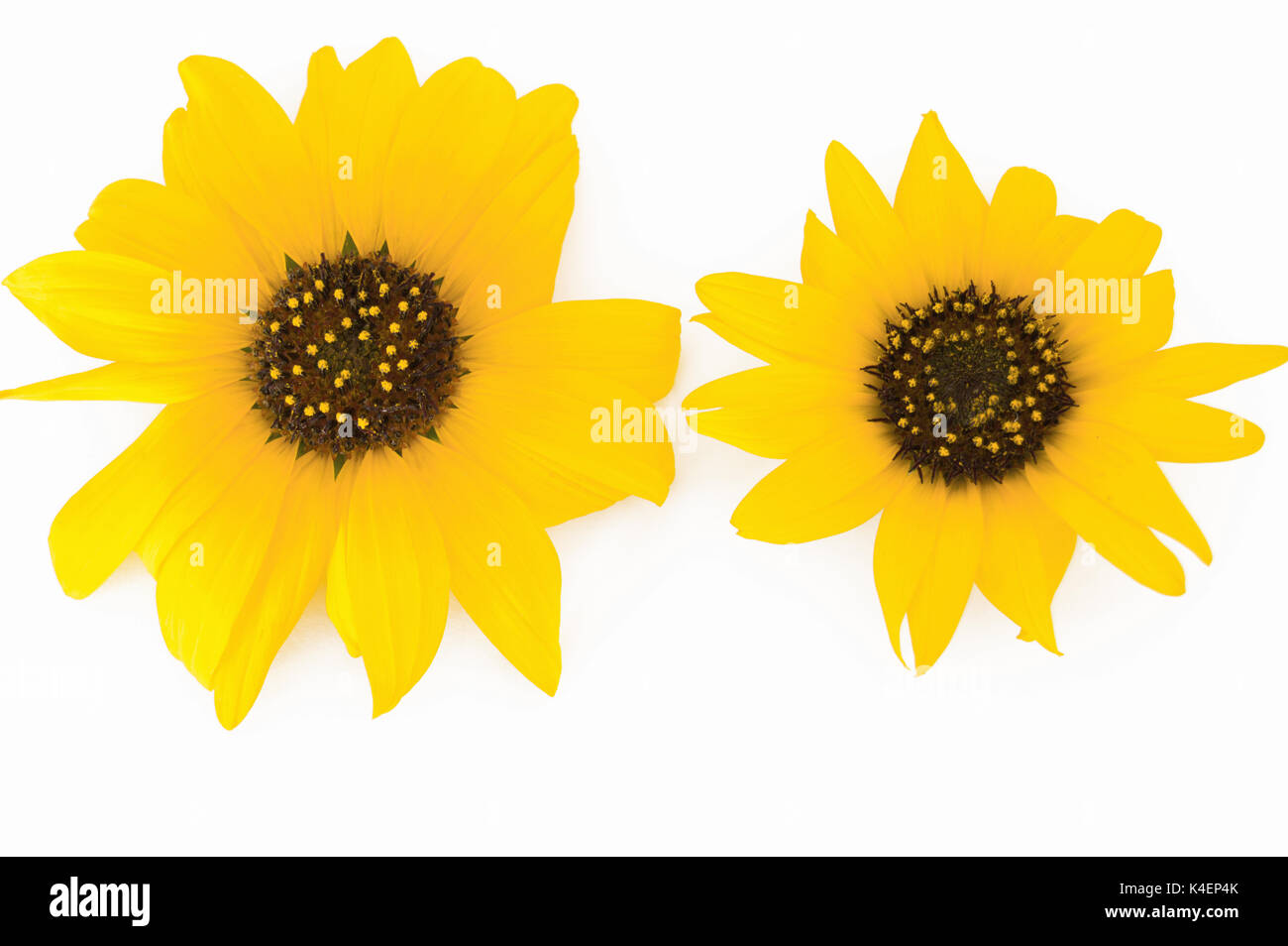 Two sunflowers together in the center of a white background Stock Photo ...