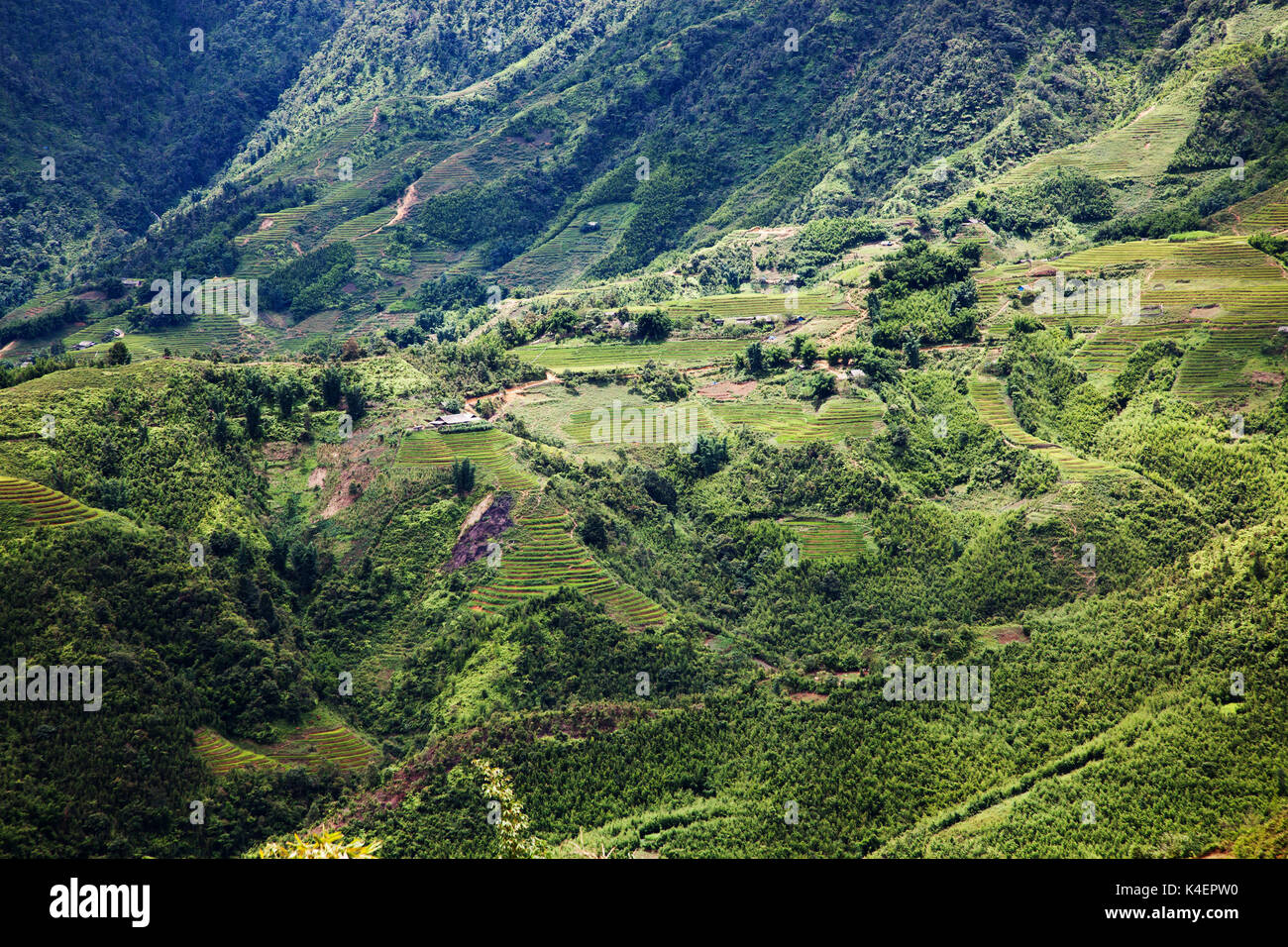 bright green rice fields during summer around Cat Cat village, Sa Pa ...
