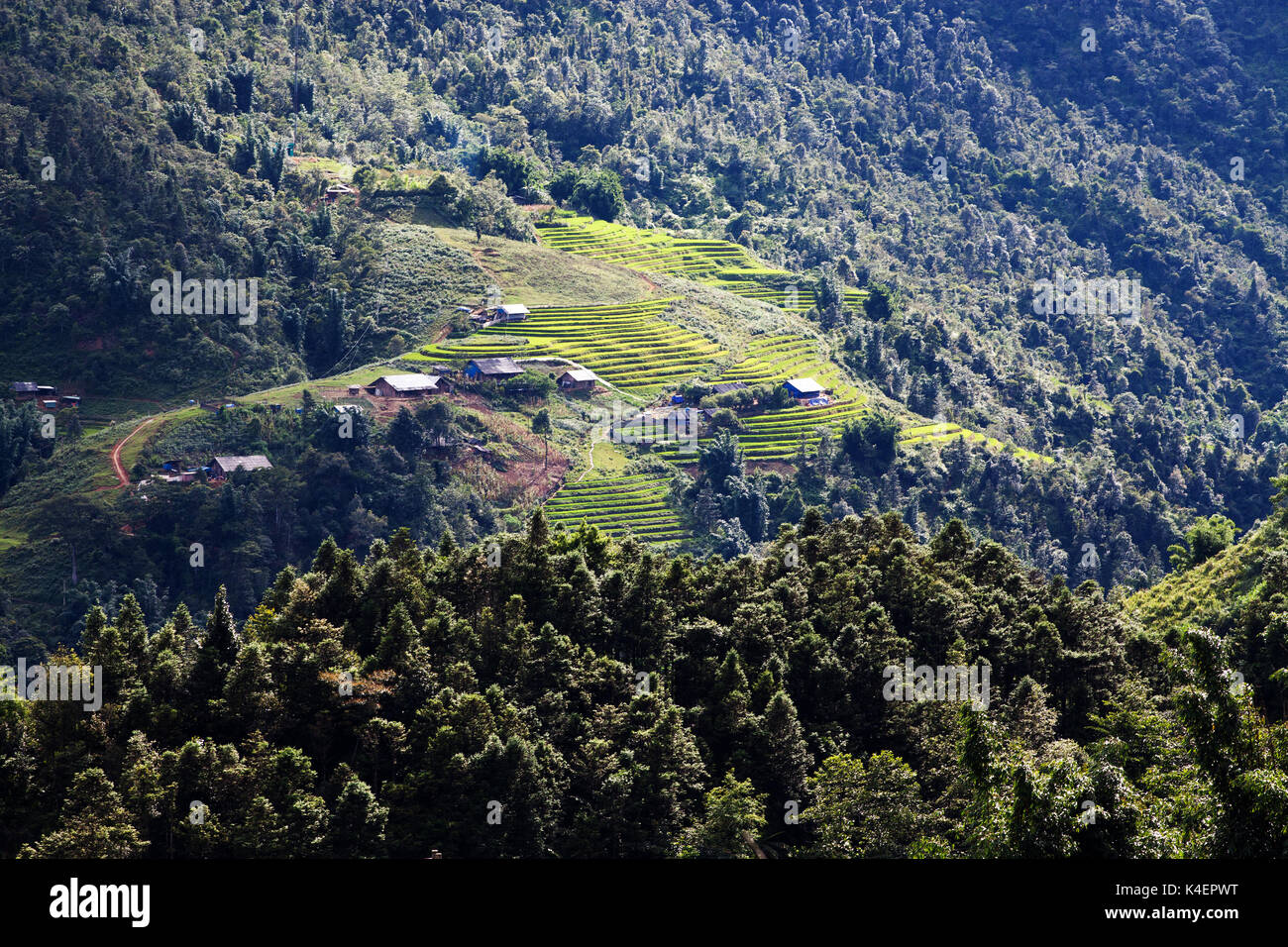 bright green rice fields during summer around Cat Cat village, Sa Pa ...