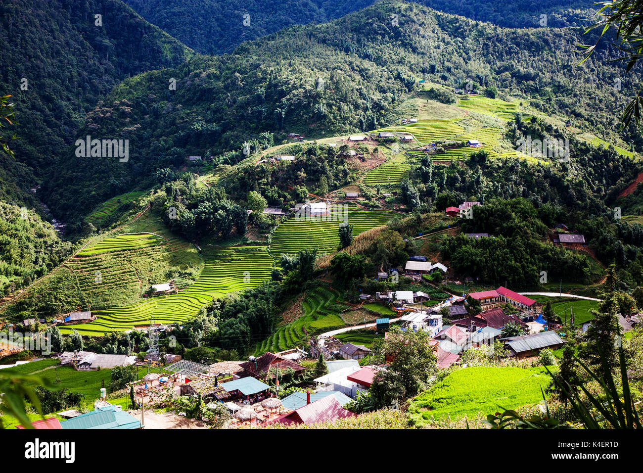 bright green rice fields during summer around Cat Cat village, Sa Pa ...