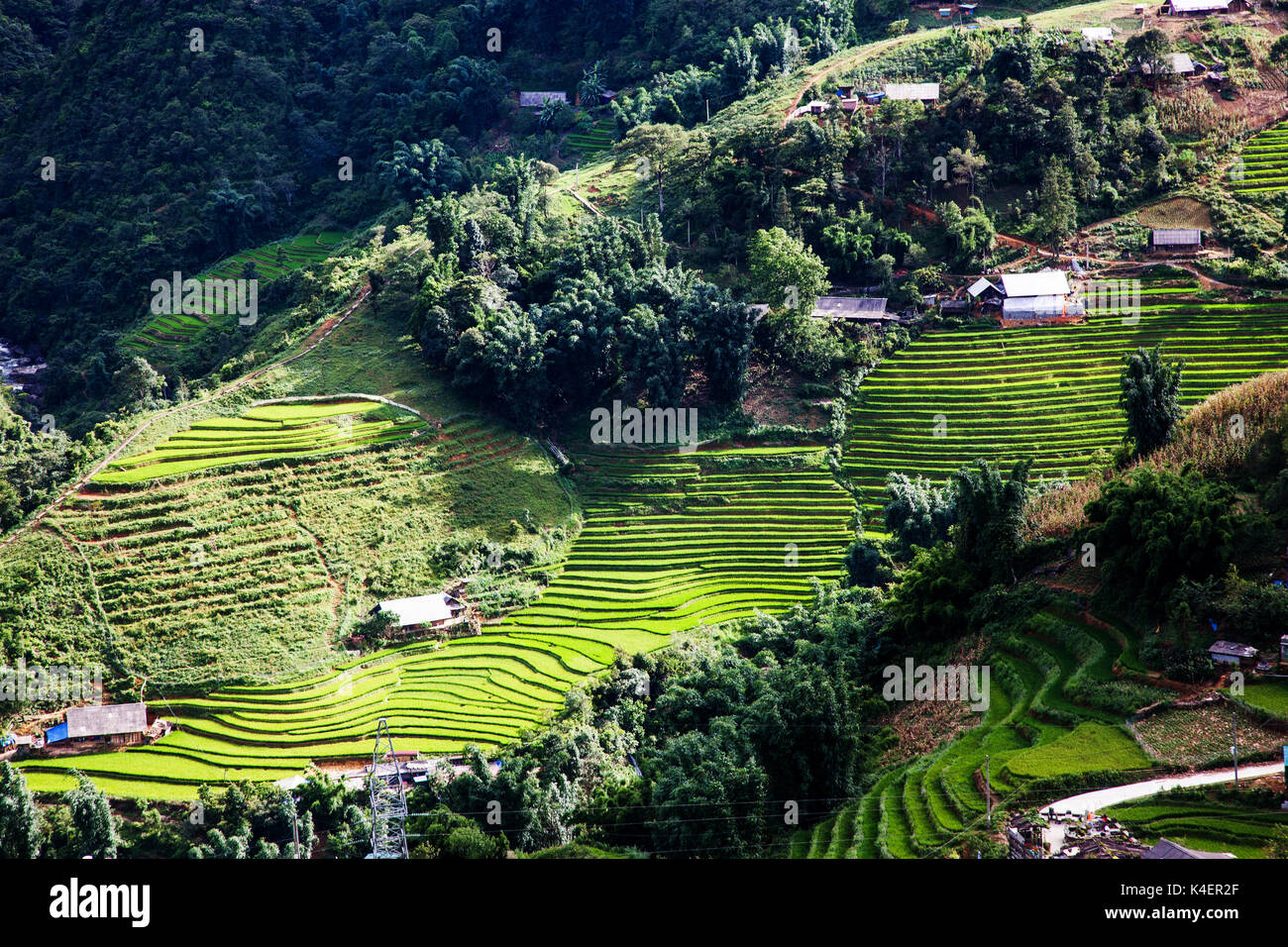 bright green rice fields during summer around Cat Cat village, Sa Pa ...