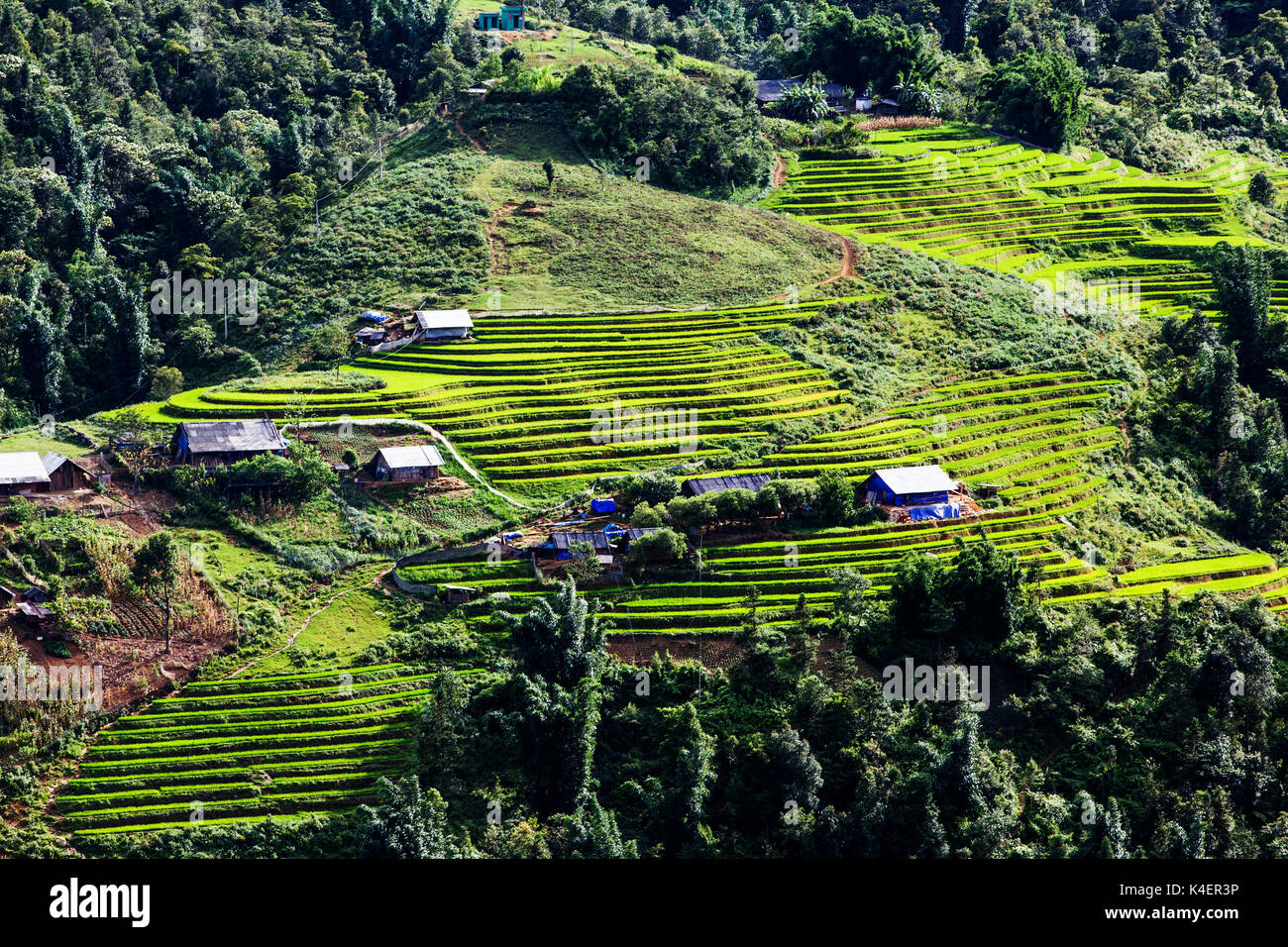 bright green rice fields during summer around Cat Cat village, Sa Pa ...