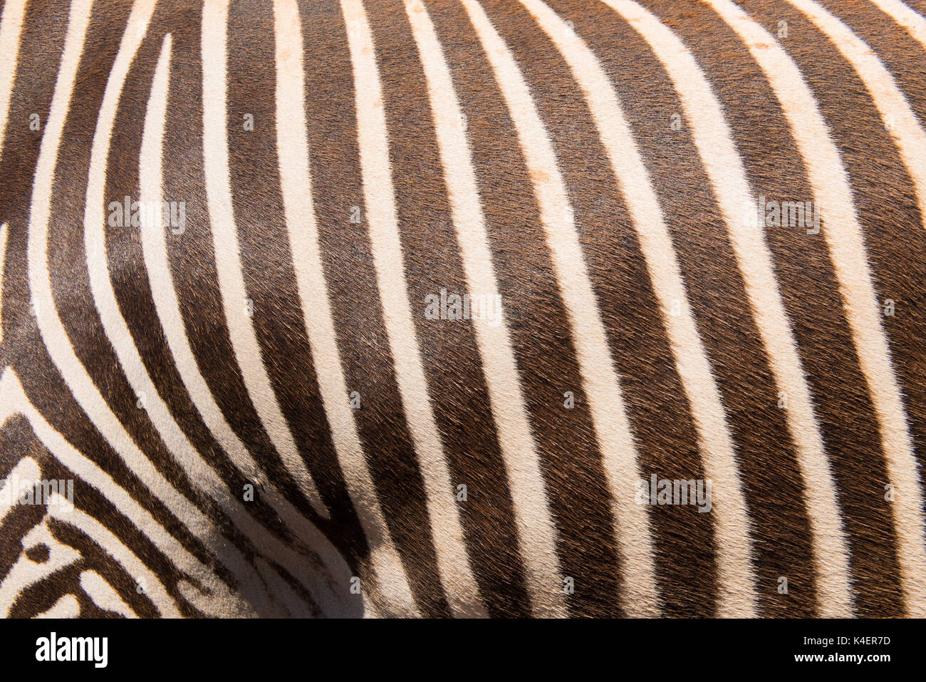 Black and white zebra pattern for background Stock Photo - Alamy