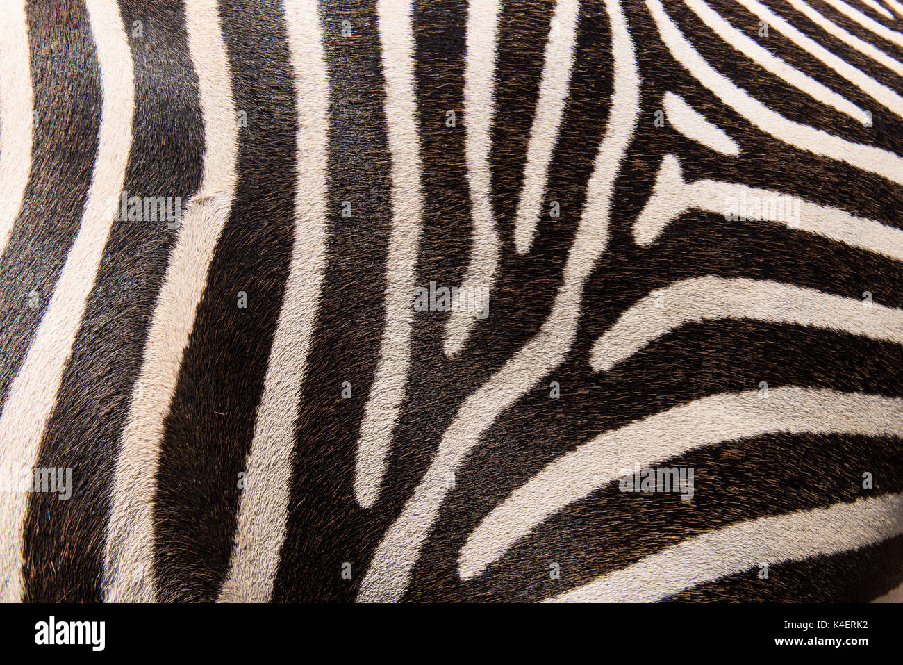 Black and white zebra pattern for background Stock Photo - Alamy