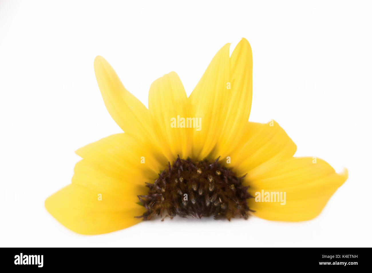 Sunflower half flower hi-res stock photography and images - Alamy