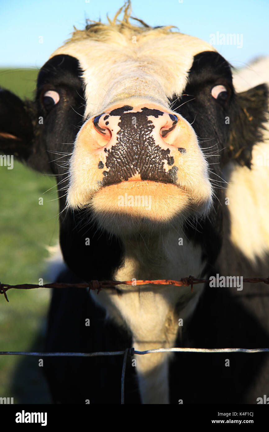 Crosseyed hi-res stock photography and images - Alamy