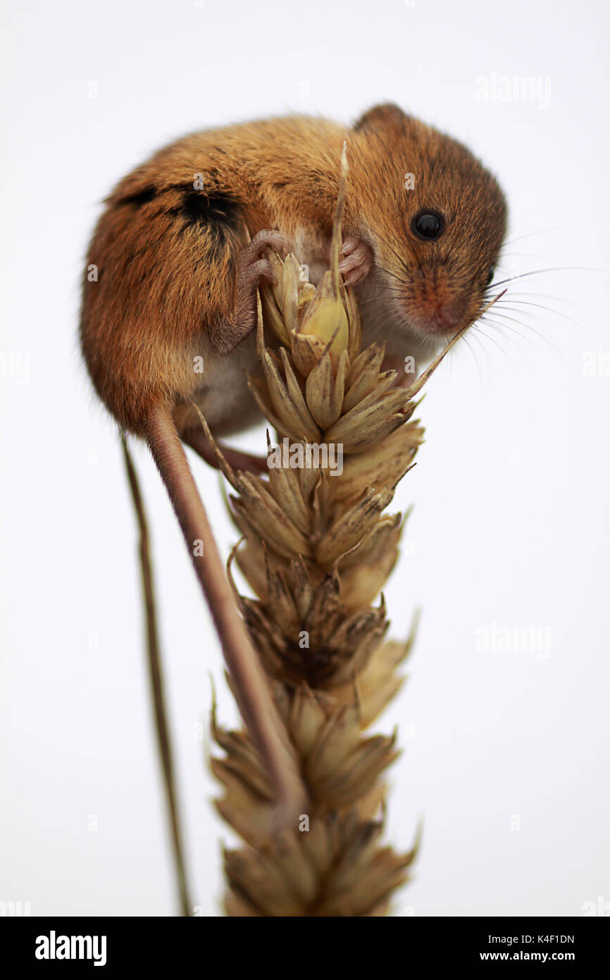 Fieldmouse hi-res stock photography and images - Alamy