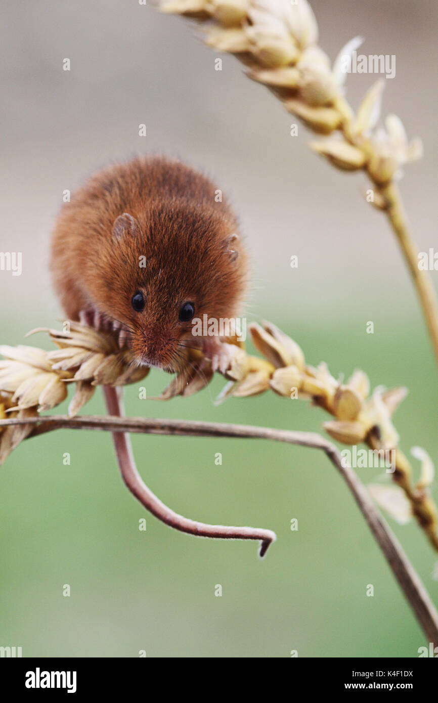 Fieldmouse hi-res stock photography and images - Alamy