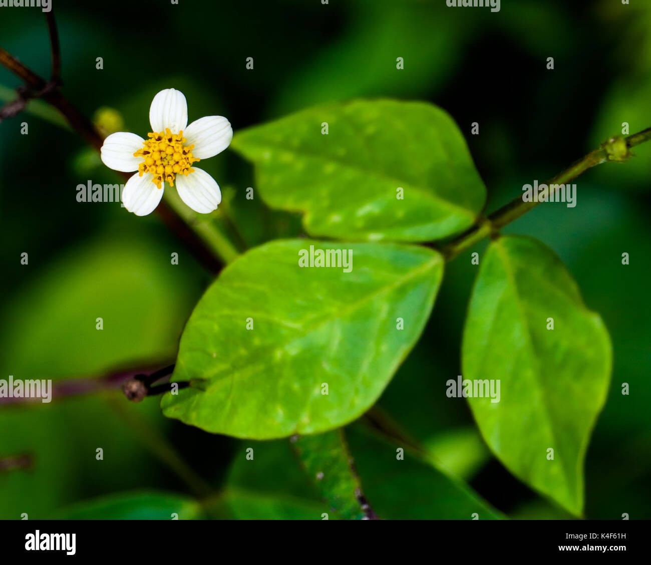 Flower with five petals hi-res stock photography and images - Alamy