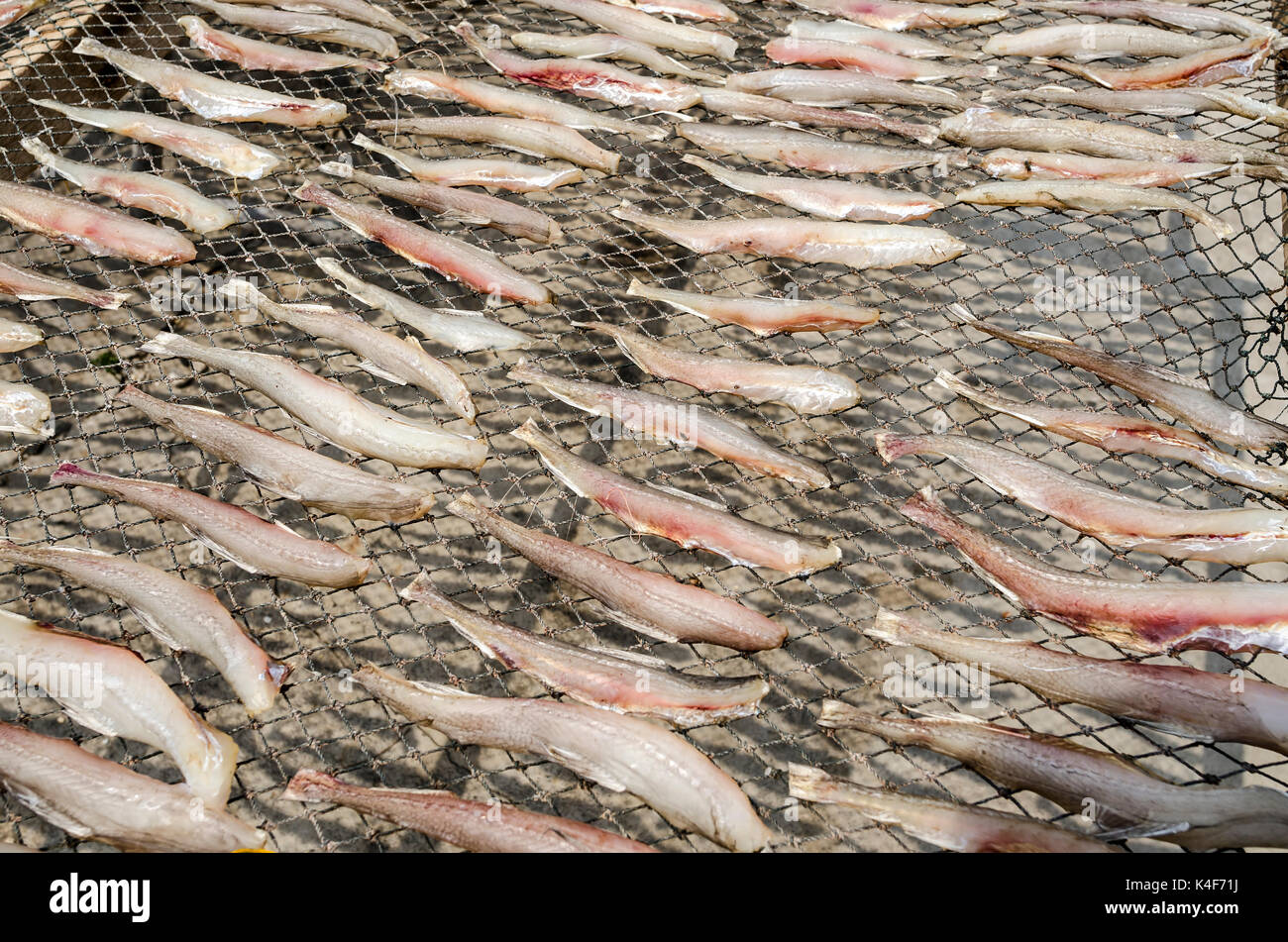 Natural Drying of salted fish - Salted fish under the sun Stock Photo ...