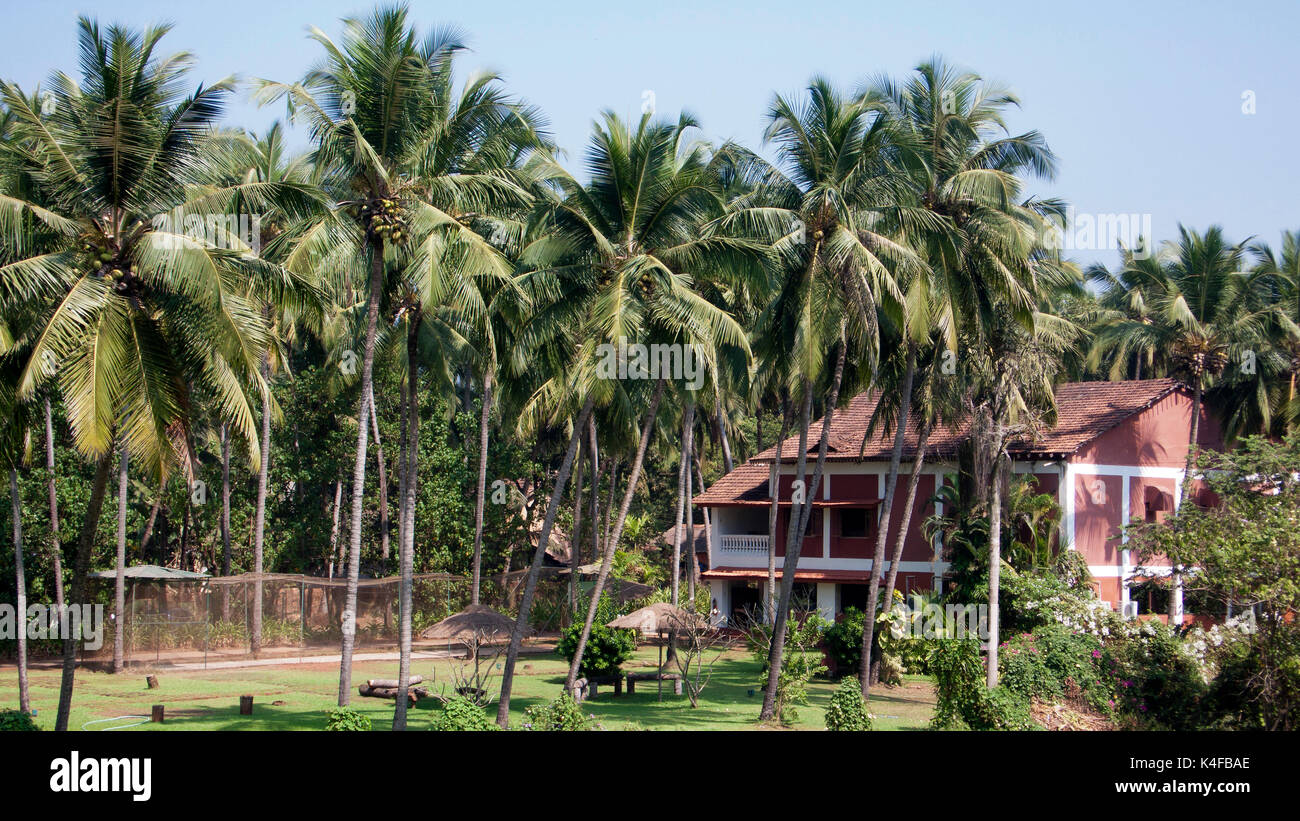 Attractive two storey house among coconut palms Goa India Stock Photo ...