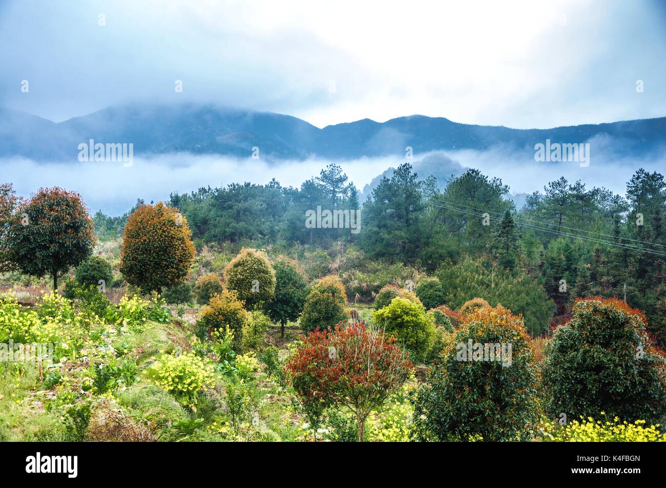 The colorful countryside scenery in the mist Stock Photo - Alamy