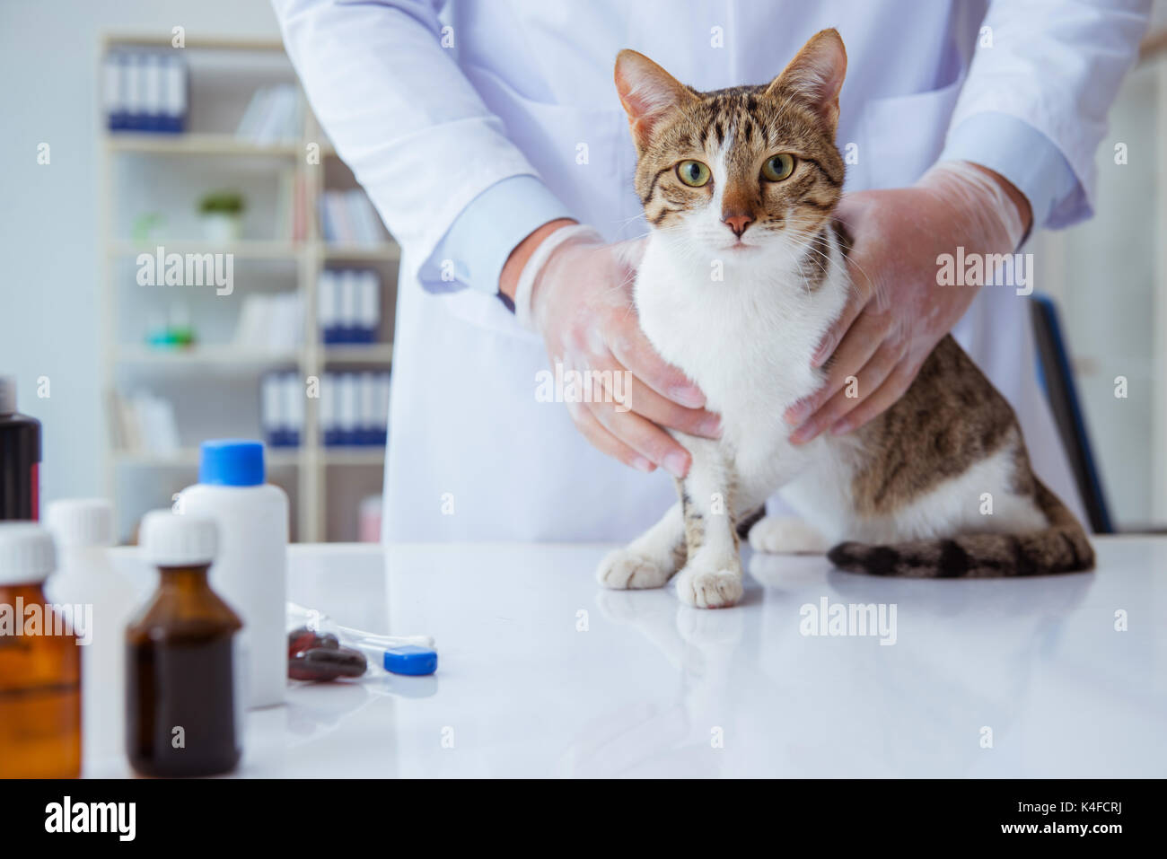 Cat visiting vet for regular check up Stock Photo - Alamy