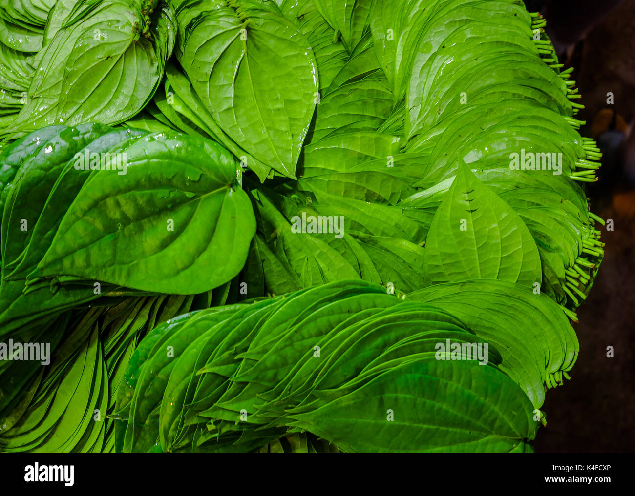 Close up of a green betel leaf on a leaf background, in India Stock ...