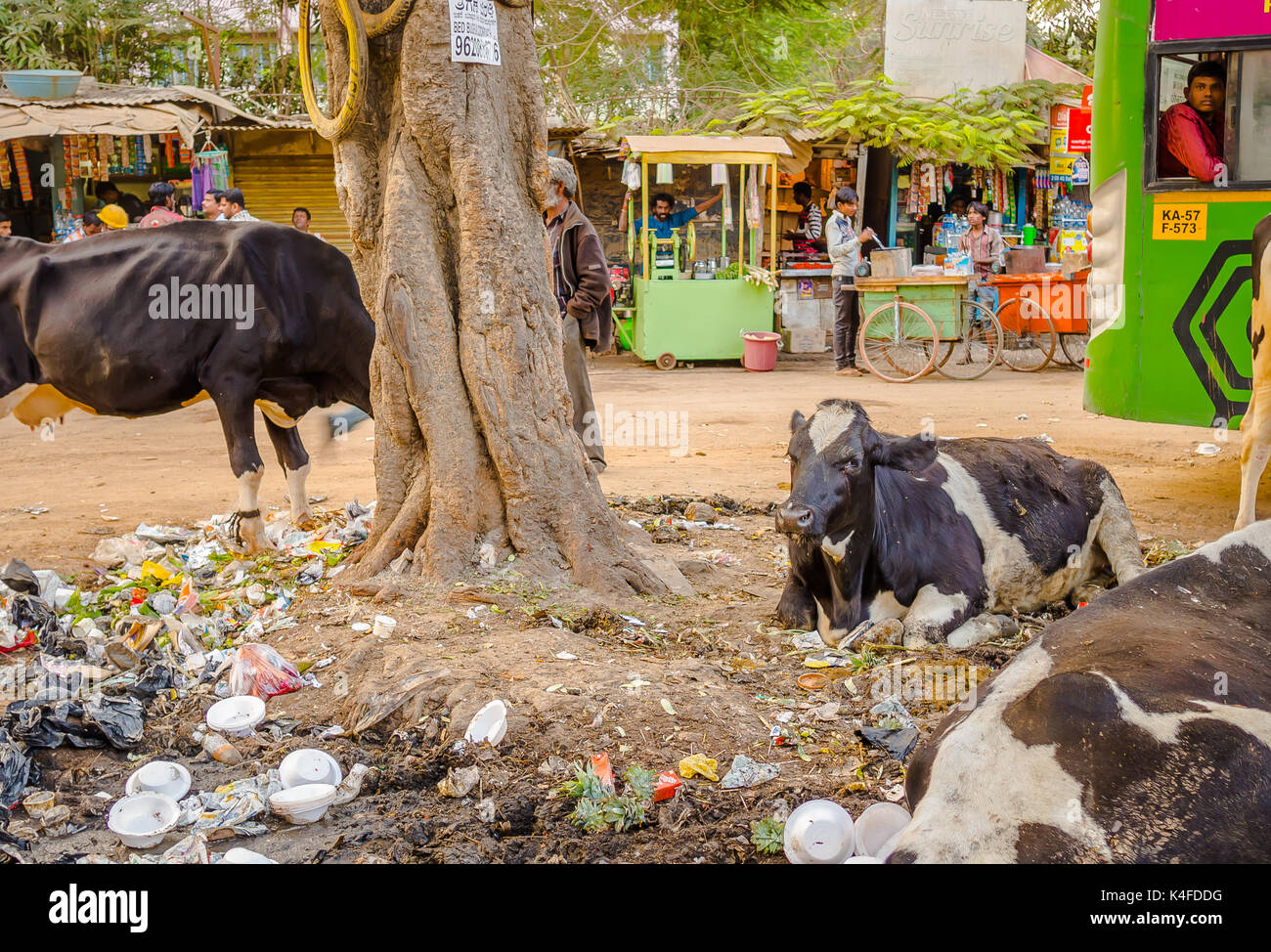JAIPUR, INDIA - AUGUST 25 2017: A group of stray cows sitting in the ...